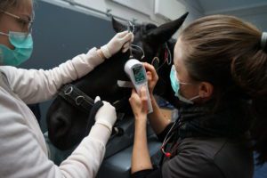 RETevet | Handheld Animal Electroretinography Testing